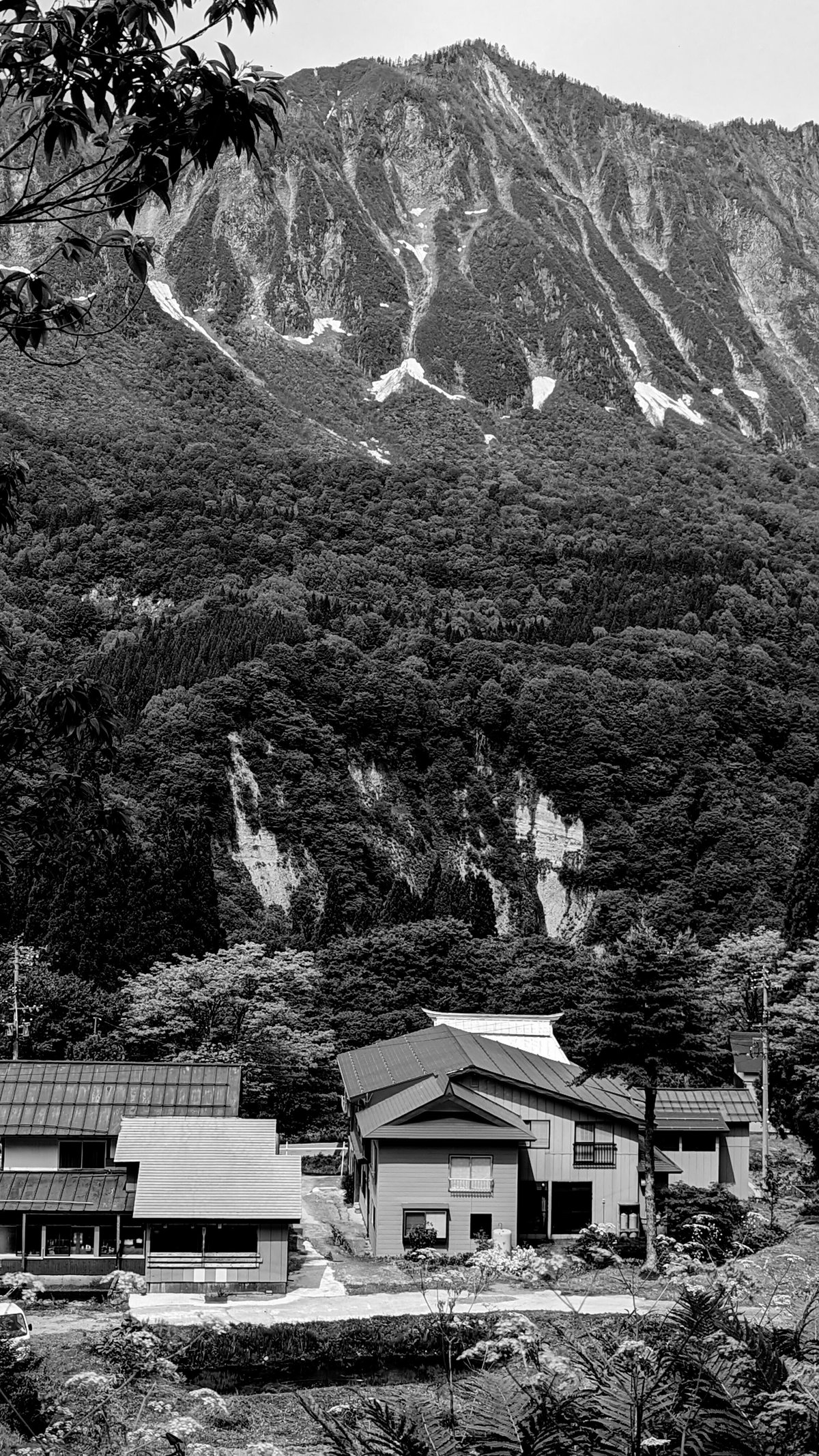 【クマ】 クマとの共存は絶対に必要！｜野生ニホンザルを追いかけて 〜by kiyo〜