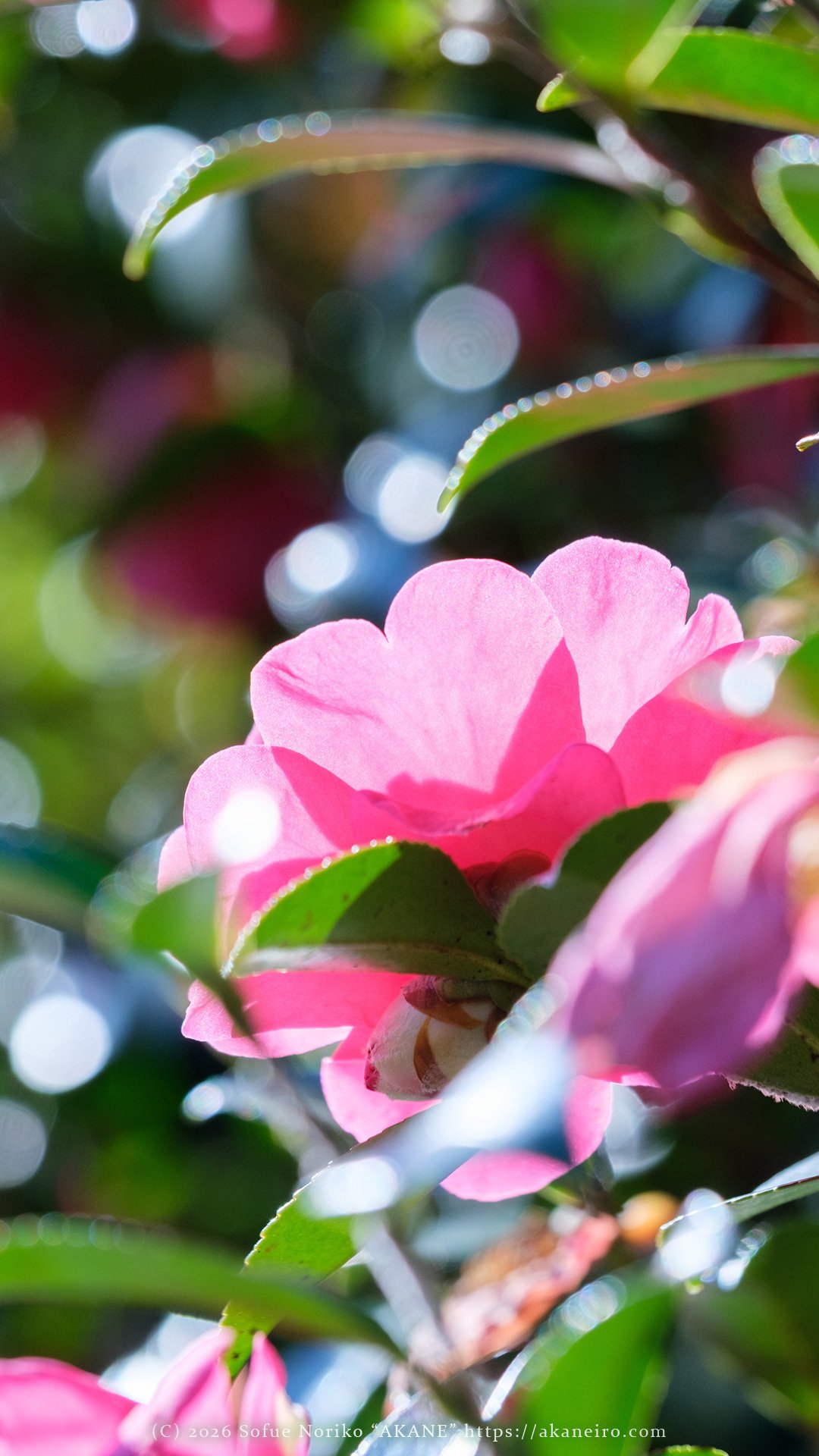 2026年1月 壁紙カレンダー｜noriko