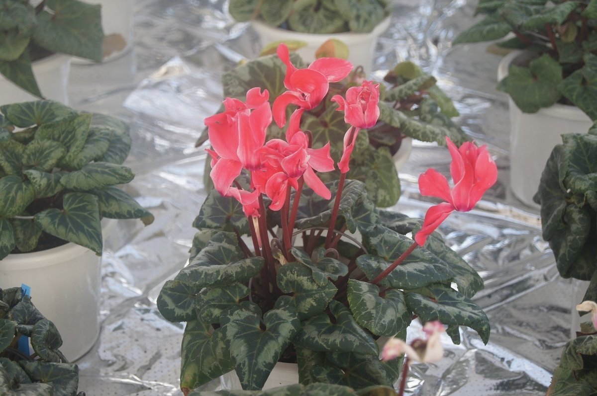 1月の農場｜岩谷堂高等学校