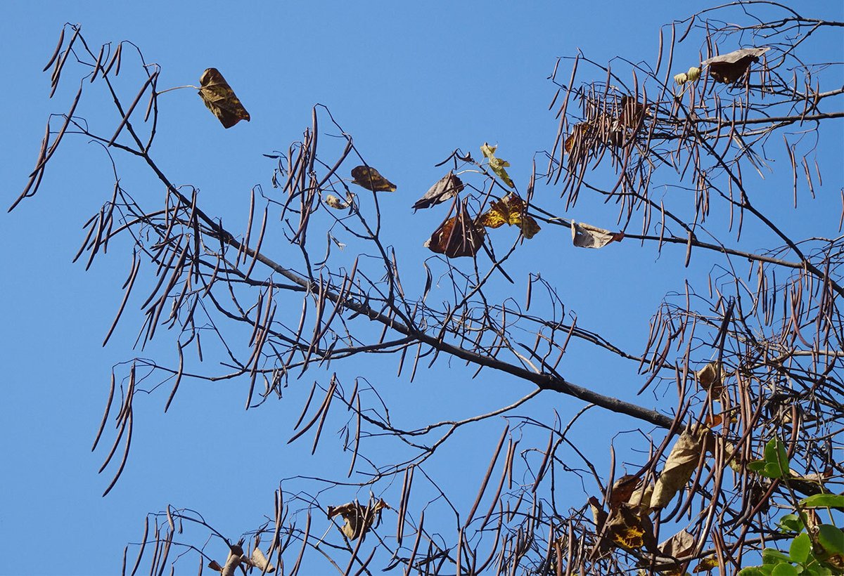 363.植物散歩／タネがいっぱい！｜松縞しま子