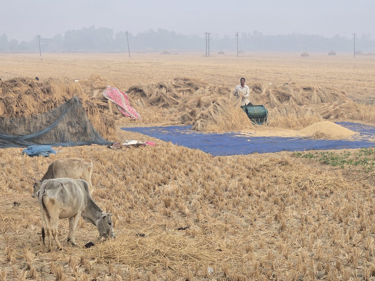 世界最大の三角州で自然のことを考える｜Natsu@コルカタ🇮🇳