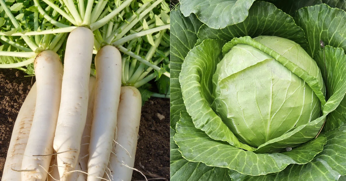 The 7 Best 'Prebiotic Foods' for a Beautiful Gut｜【腸活専門アドバイザー 結城マイコ】あなたの ...