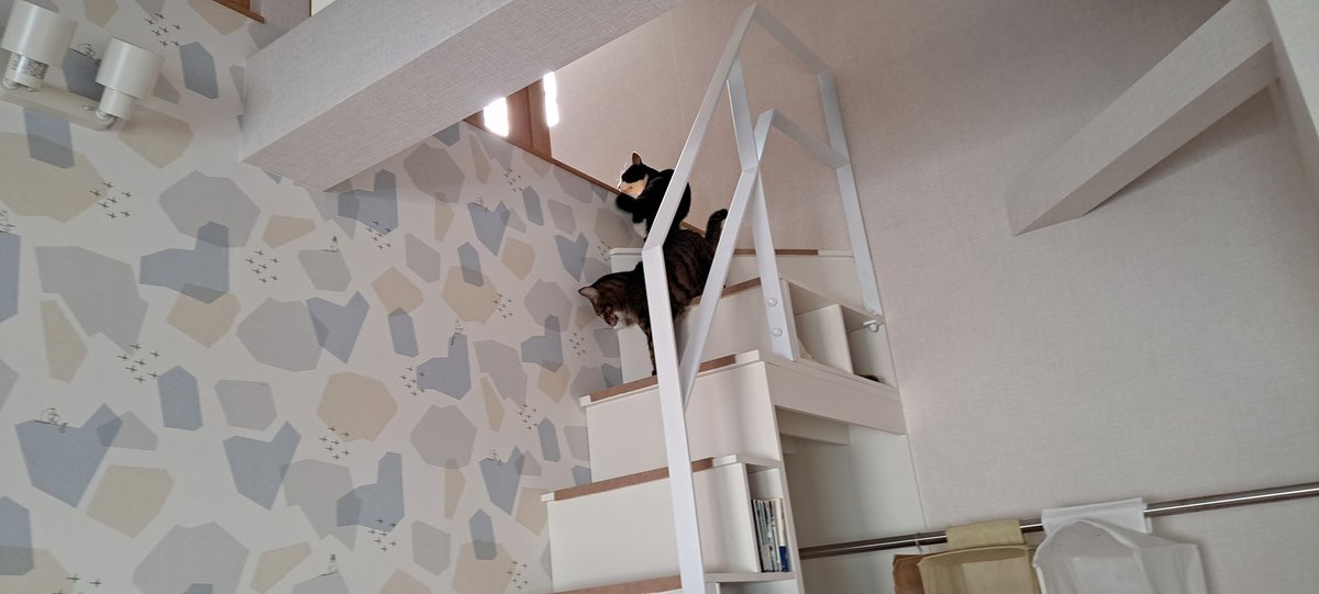 猫を飼っている方におすすめ！ロフト階段収納「Escalo（エスカロ）」の魅力とは？｜株式会社ロータスの木の香具や姫