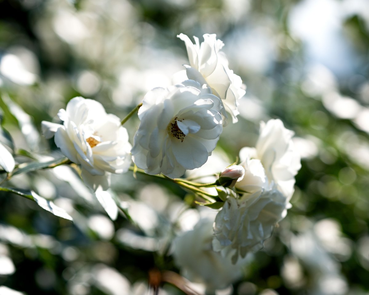 恋文｜斉藤千陽