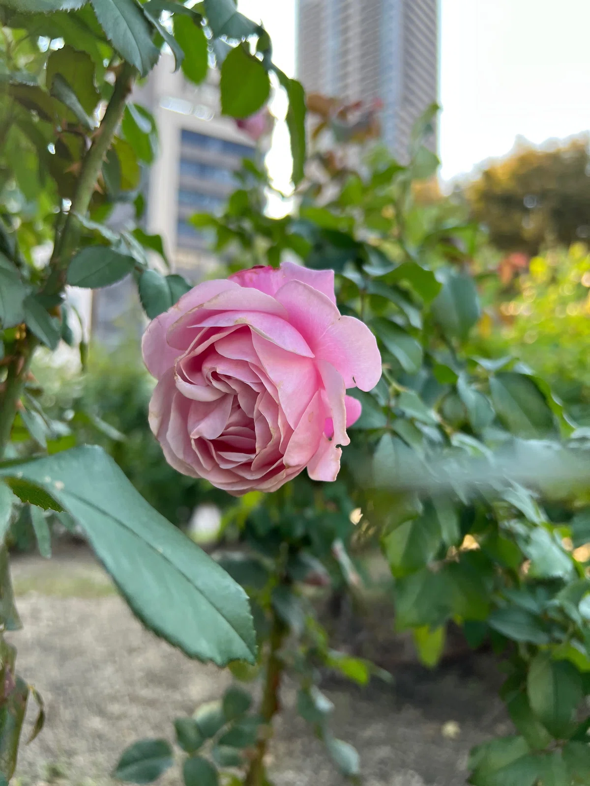🇫🇷シャンテ・ロゼ・ミサト（Chant Rose Misato）🌹中之島バラ園｜ぱぽにゃん🌹薔薇を愛する投資家