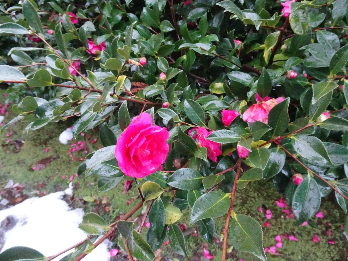 雪中四友 こんな言葉があるんだ｜Hiromi