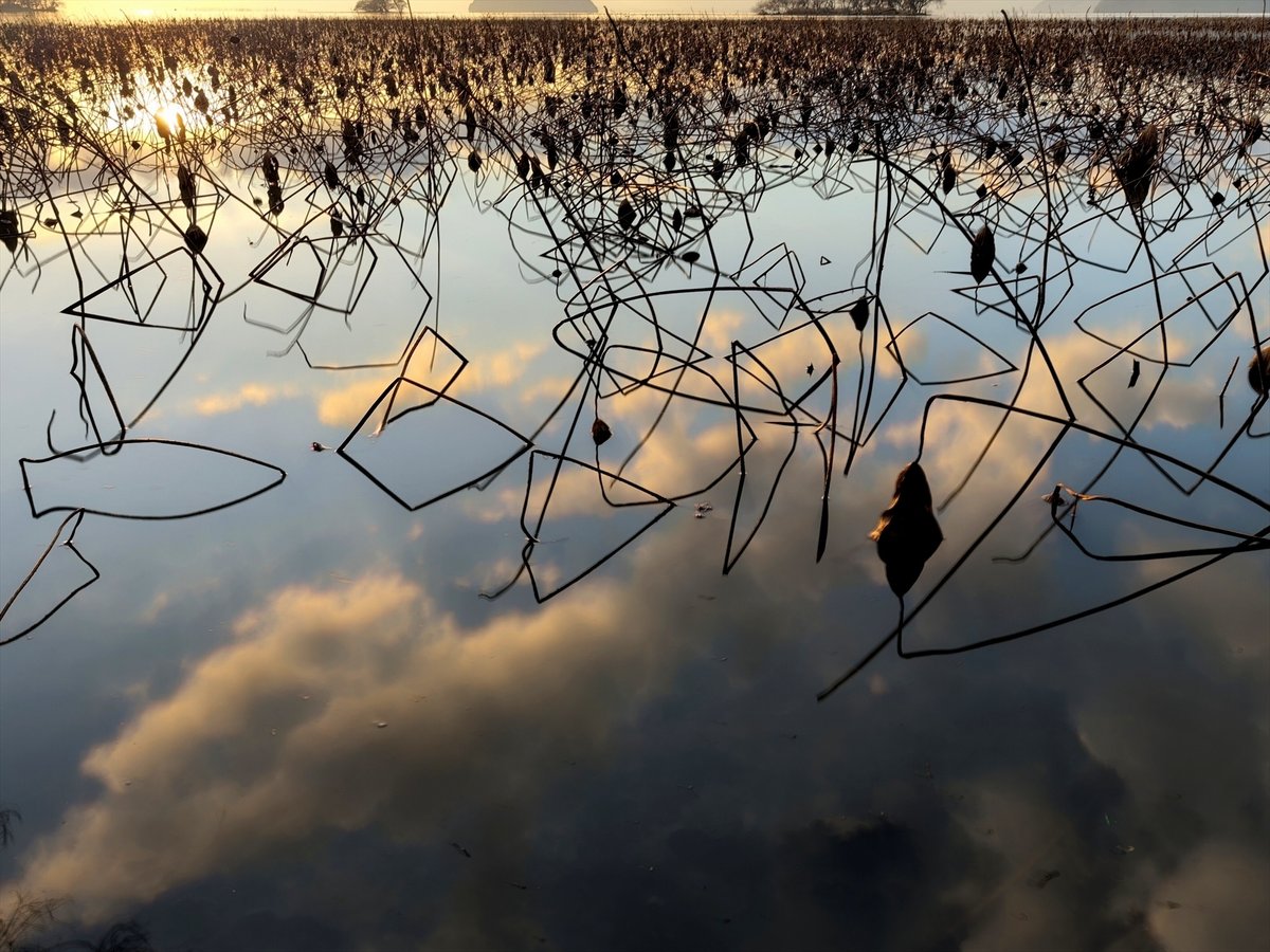 湖畔の森でSlow shutter遊び 2026 №7 枯蓮のリベンジに行ったらすごかった｜annon