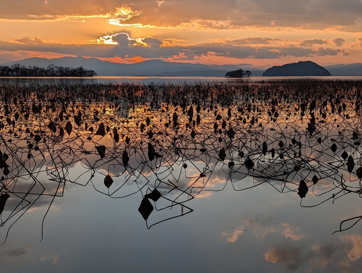 湖畔の森でSlow shutter遊び 2026 №7 枯蓮のリベンジに行ったらすごかった｜annon