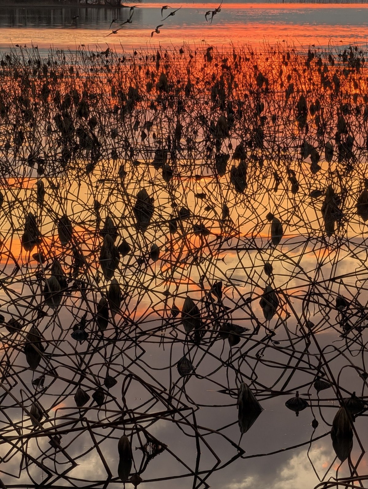 湖畔の森でSlow shutter遊び 2026 №7 枯蓮のリベンジに行ったらすごかった｜annon