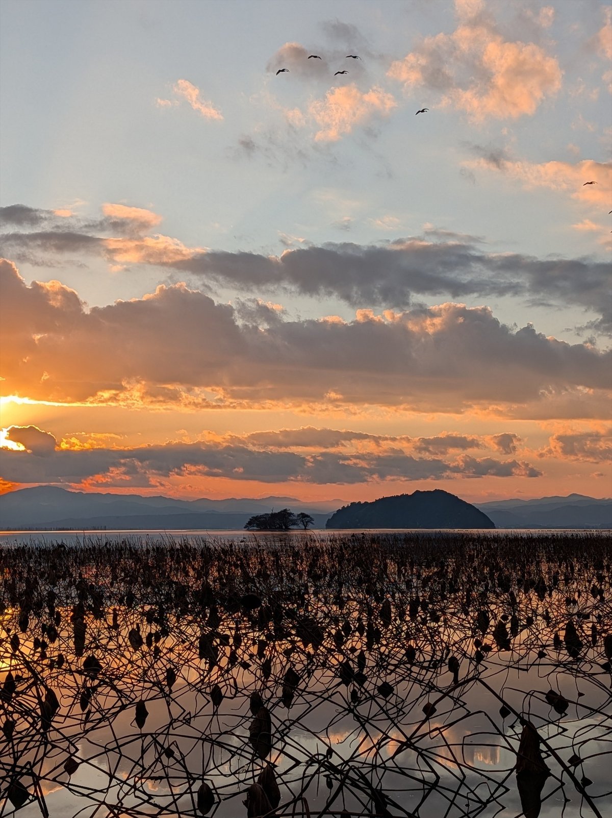 湖畔の森でSlow shutter遊び 2026 №7 枯蓮のリベンジに行ったらすごかった｜annon
