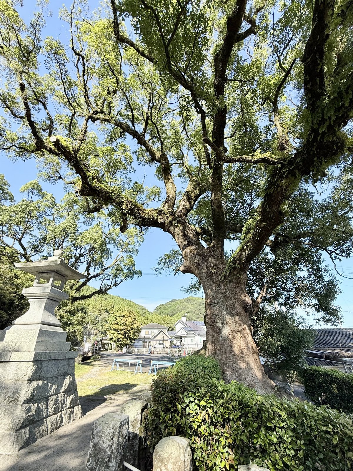 #483 ⛩️鹿児島神宮｜白龍さんといっしょ