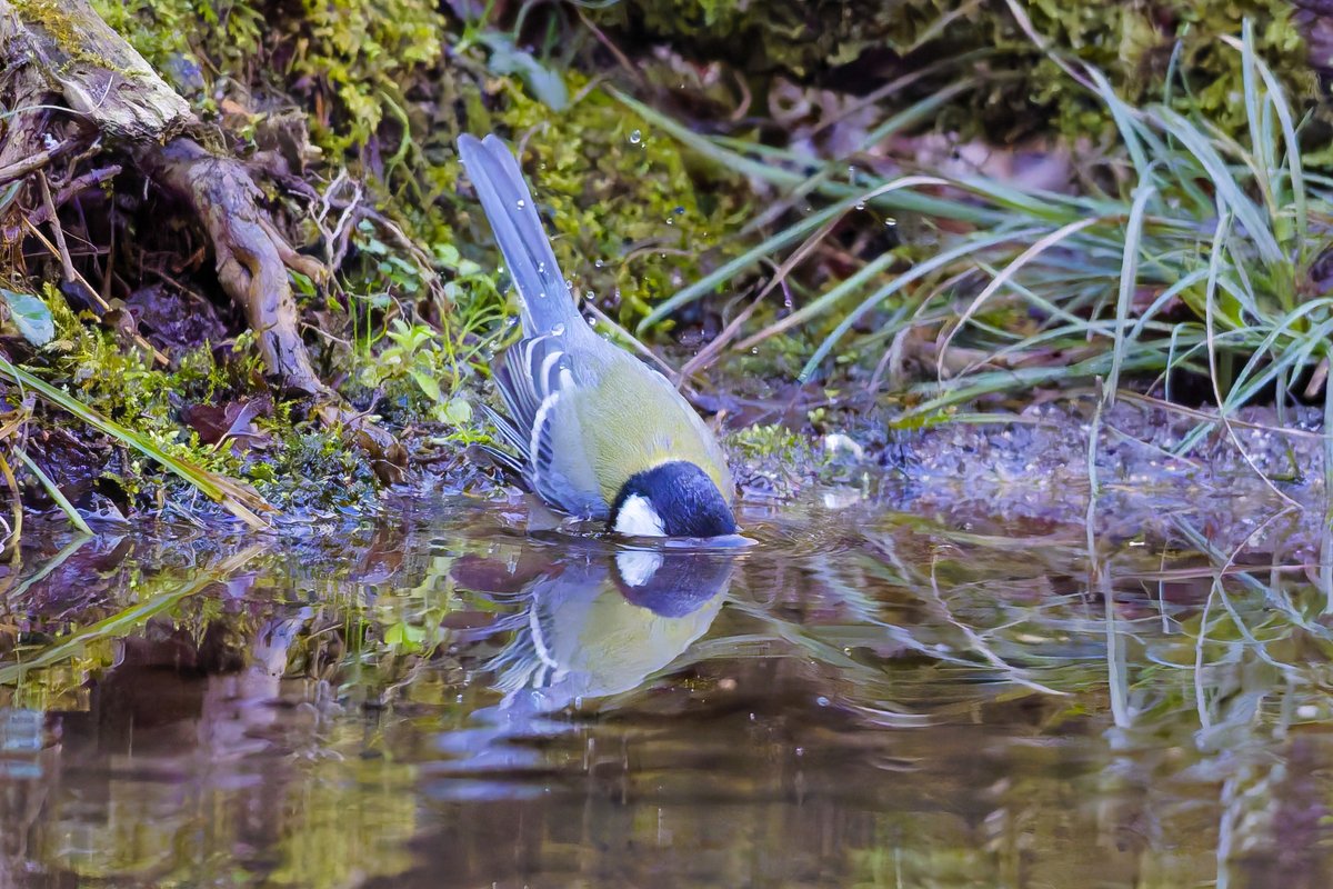 シジュウカラ(四十雀)の水浴び｜Miya