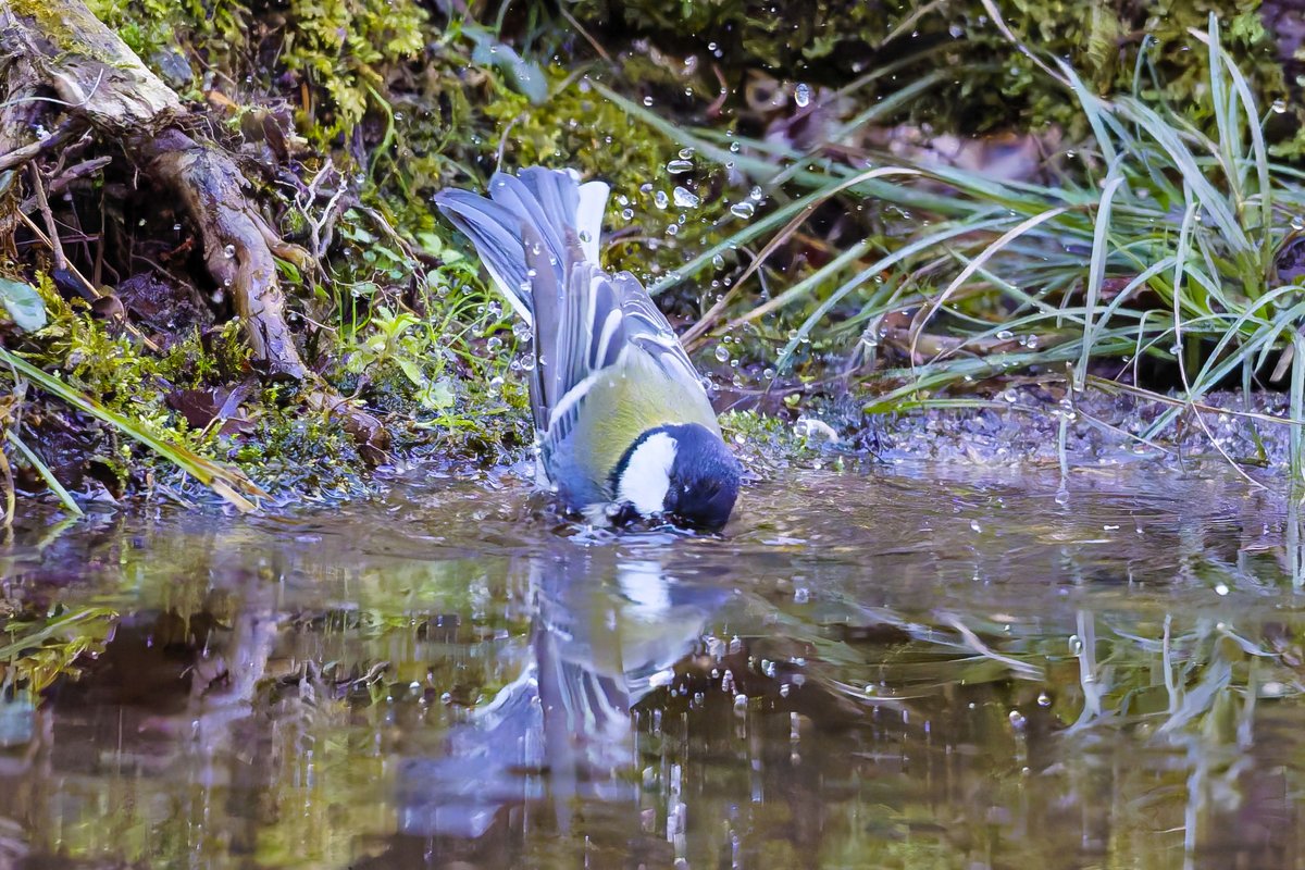 シジュウカラ(四十雀)の水浴び｜Miya