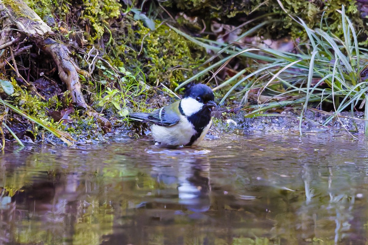 シジュウカラ(四十雀)の水浴び｜Miya