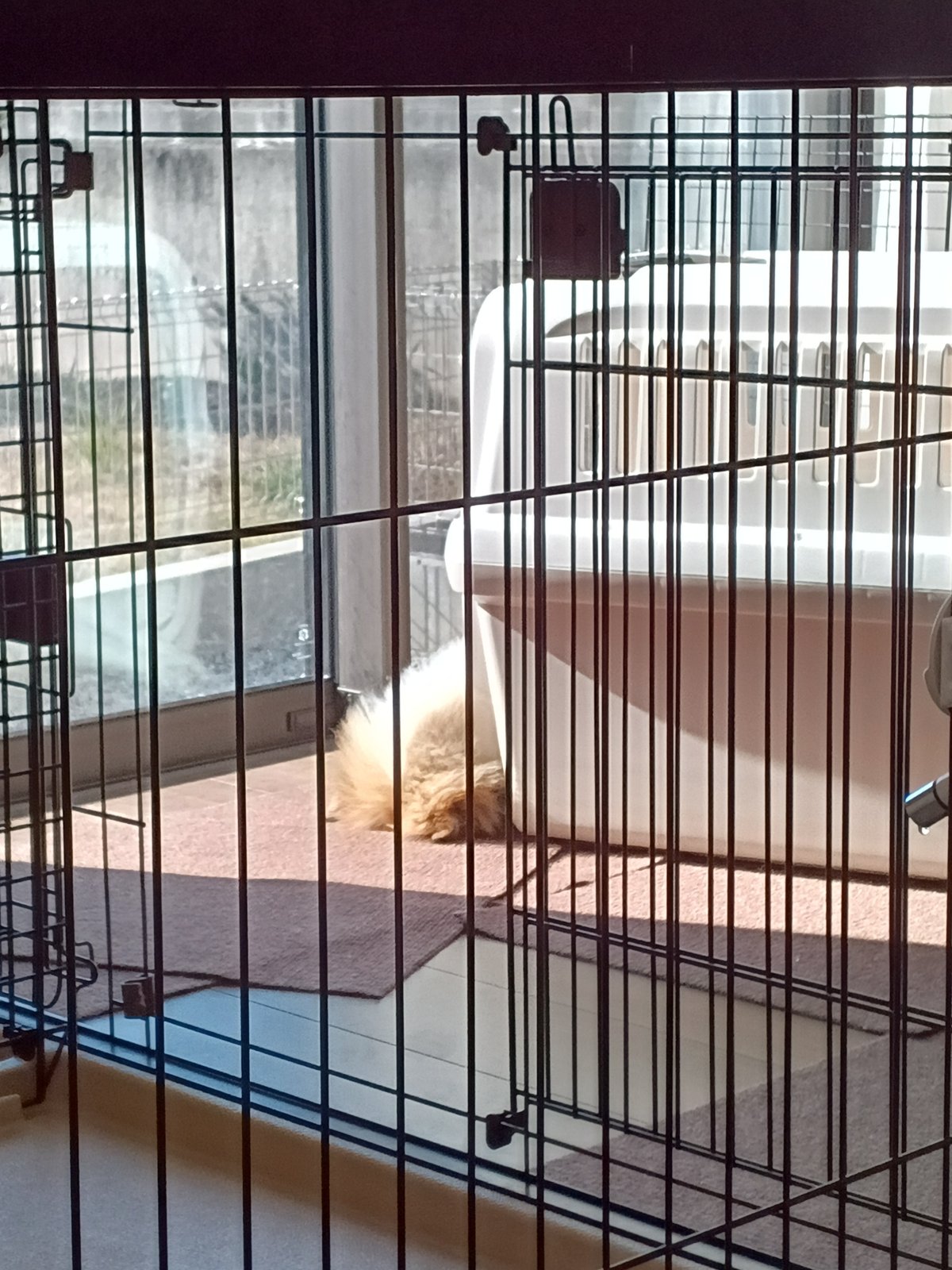 クレート練習 ②｜Risaの徒然日誌