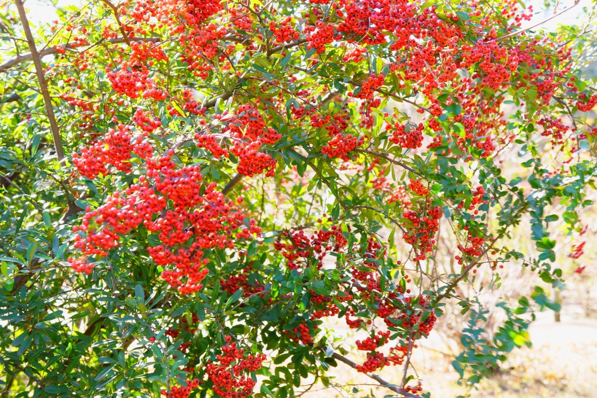 神代植物公園 花レポ＆蕎麦レポ ~1月~｜noboru