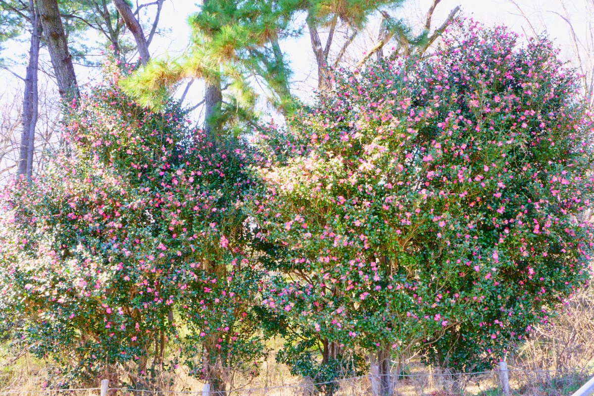 神代植物公園 花レポ＆蕎麦レポ ~1月~｜noboru