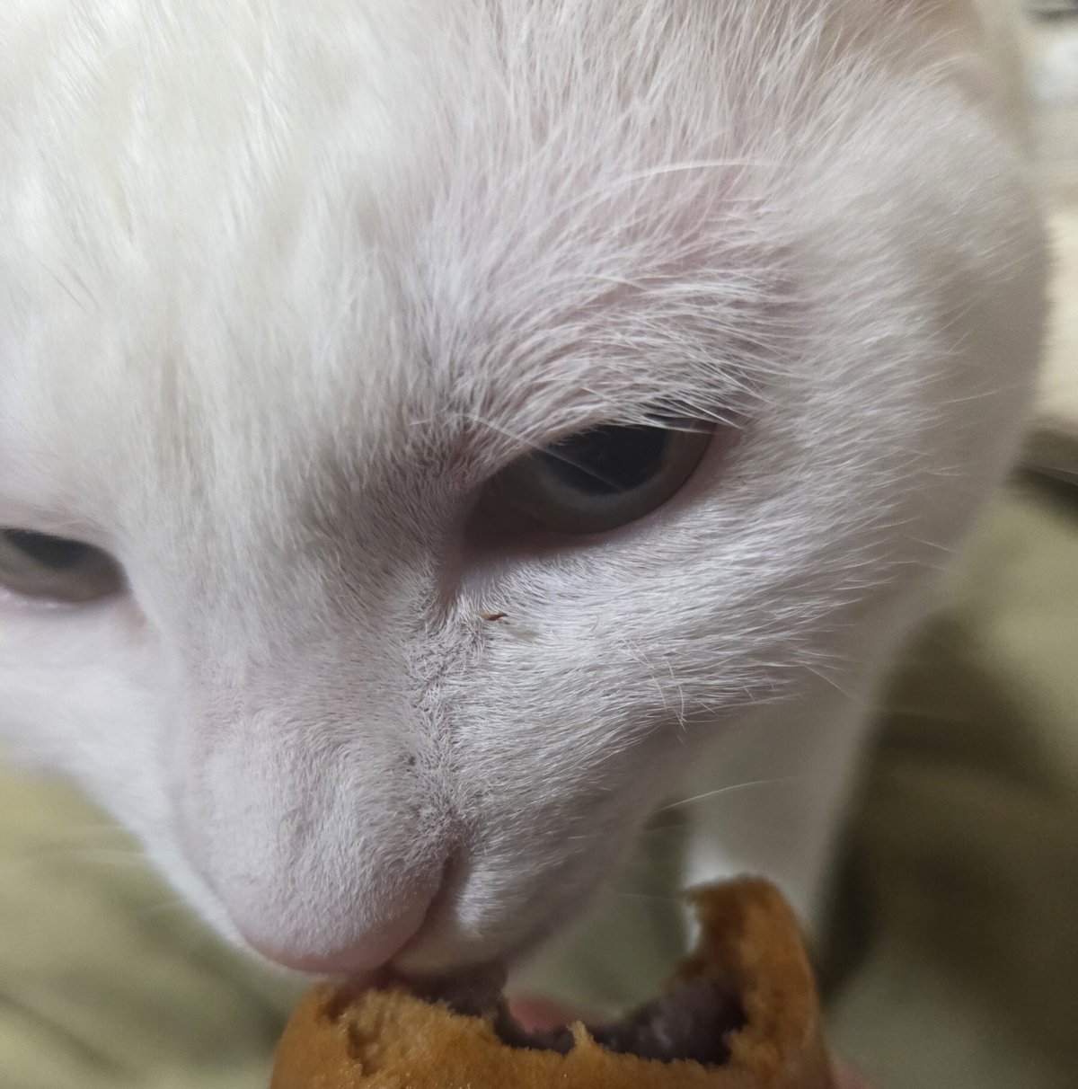 饅頭とチヨ｜皮肉屋ジョー🎭世の中まぜるな危険