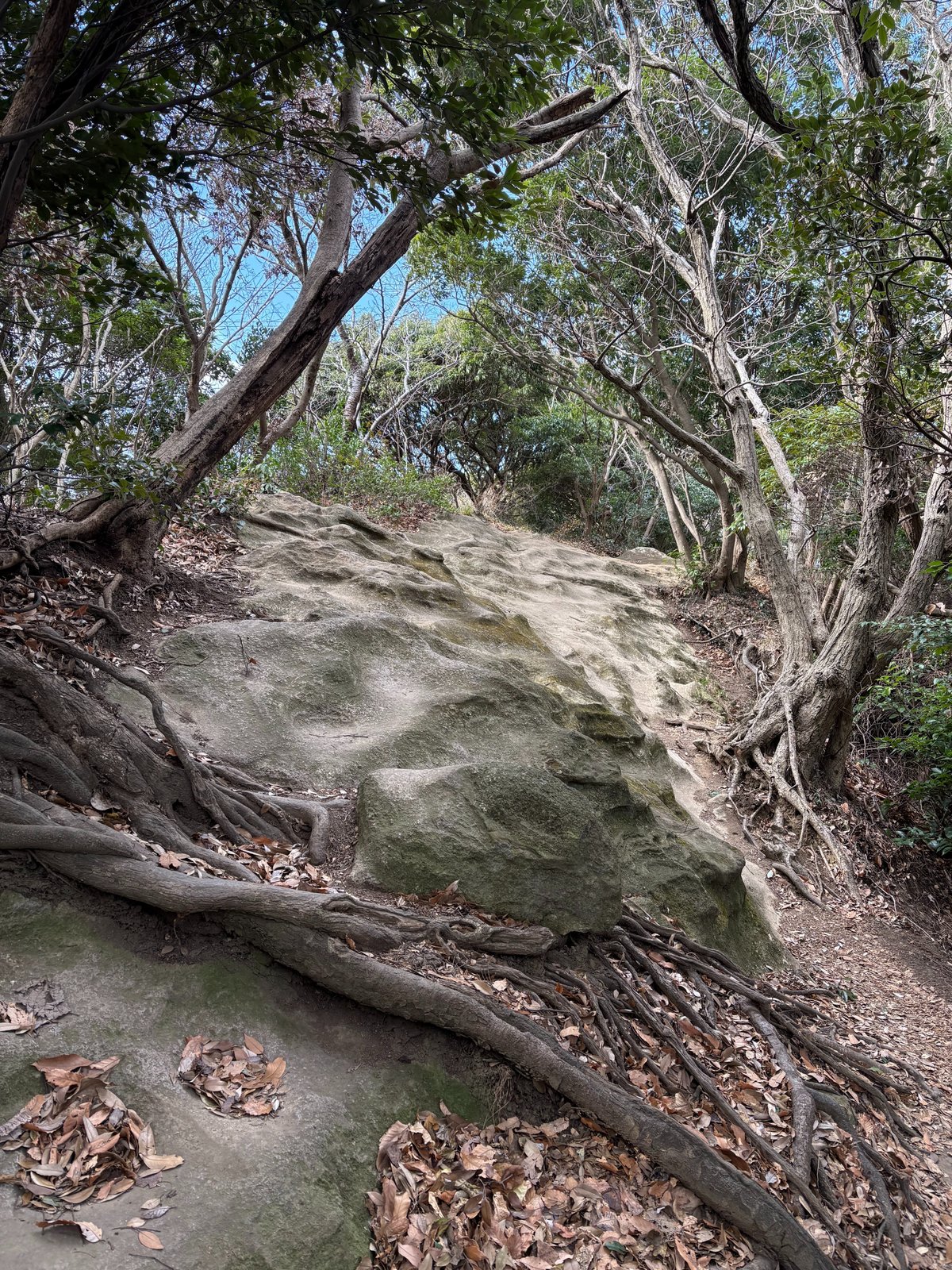 鷹取山（神奈川県逗子市・横須賀市）｜あこ