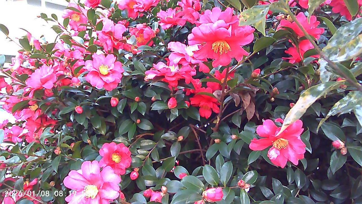 謎のTHUMB CAMERAで遊ぶ｜夢望庵 / Mubou-an