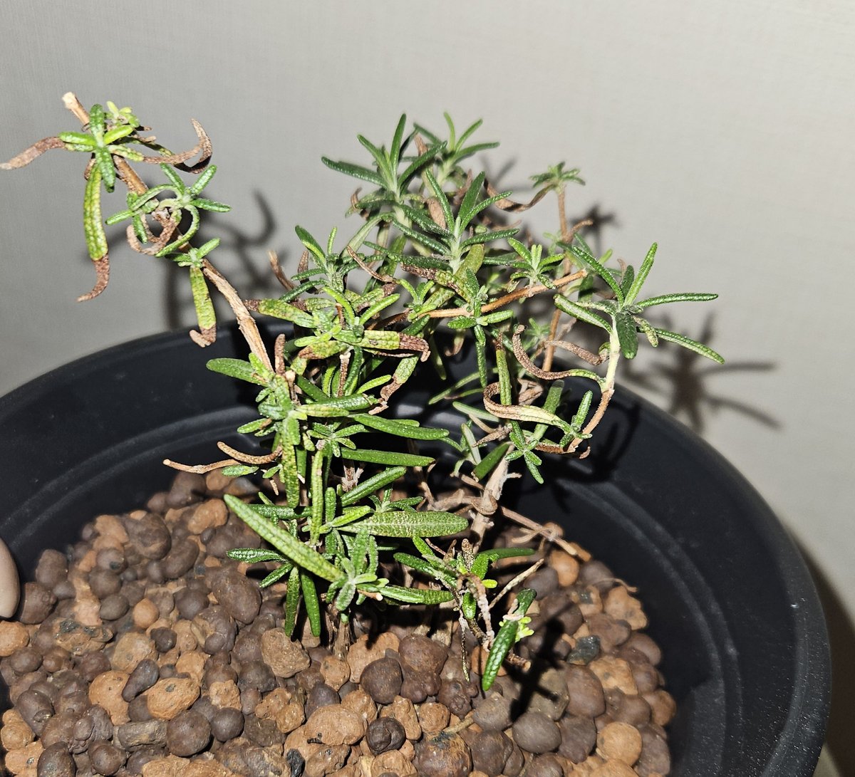 【ハイドルカルチャー】ローズマリー③｜papo_jp