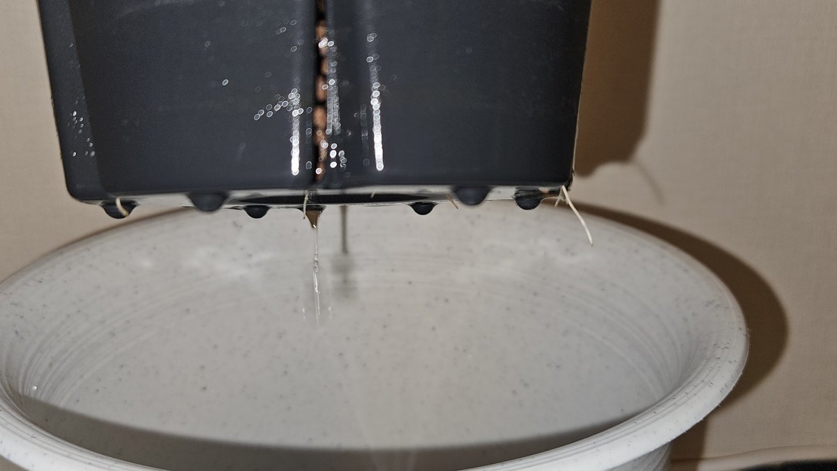 【ハイドルカルチャー】ローズマリー③｜papo_jp