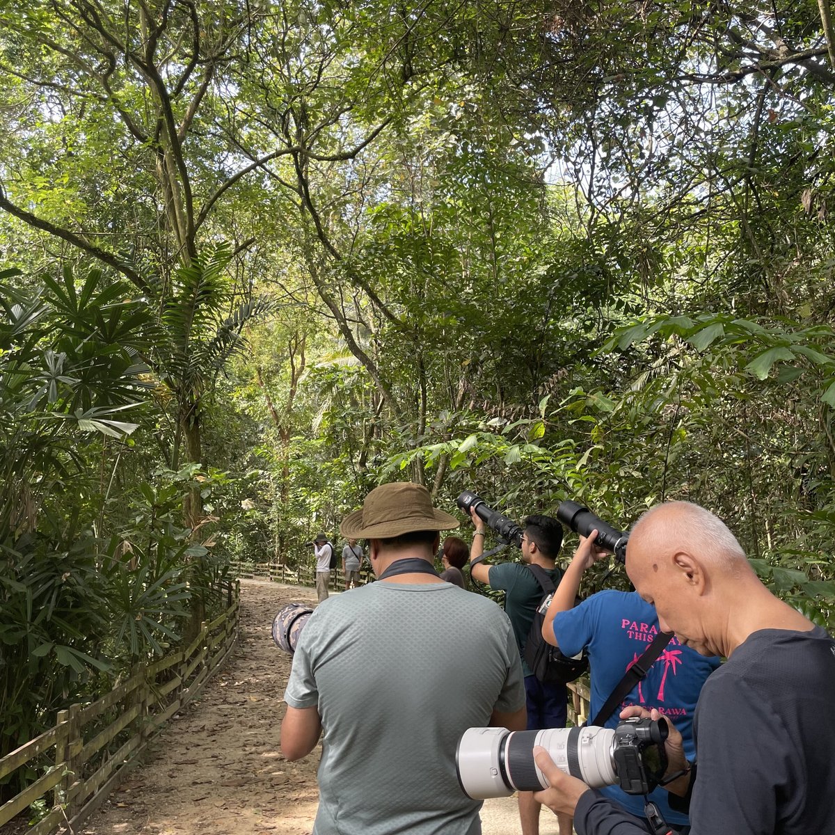 🇸🇬スンゲイ･ブロウ湿地保護区でサイチョウに遭遇！｜Dooo