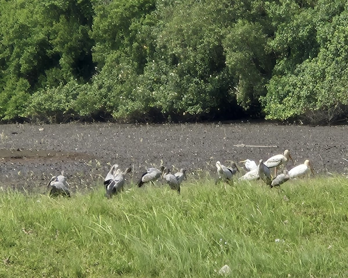 🇸🇬スンゲイ･ブロウ湿地保護区でサイチョウに遭遇！｜Dooo