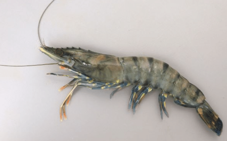 【魚】 タイのバンコクでいろんなエビをいただきました Vol.1 90/278｜KOJI