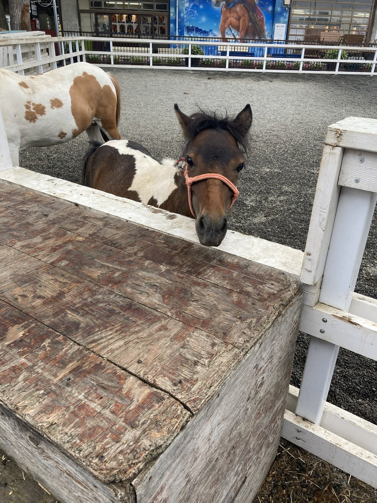 帯広釧路旅行③ ～ばんえい競馬～｜戸田涼太郎