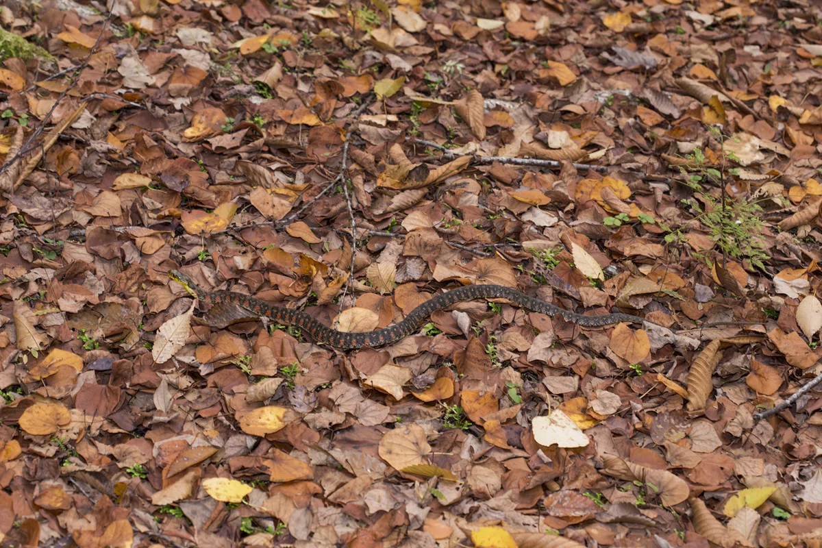 Nature Photographer/Shigeki Iimura: Writing Animals and Plants in ...