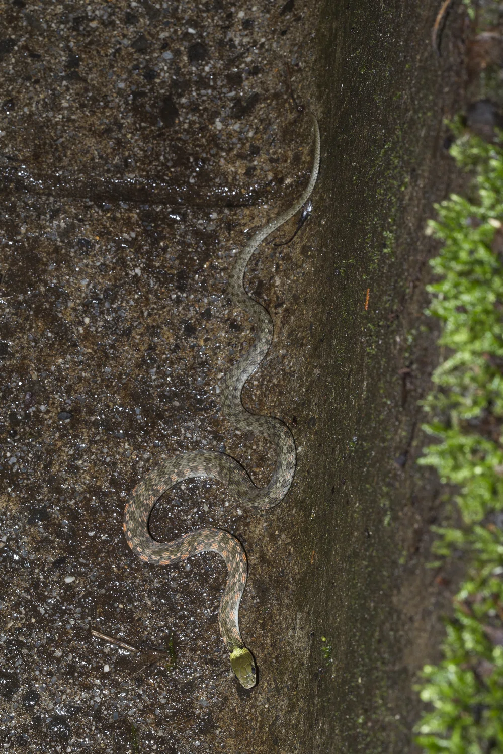 Nature Photographer/Shigeki Iimura: Writing Animals and Plants in ...