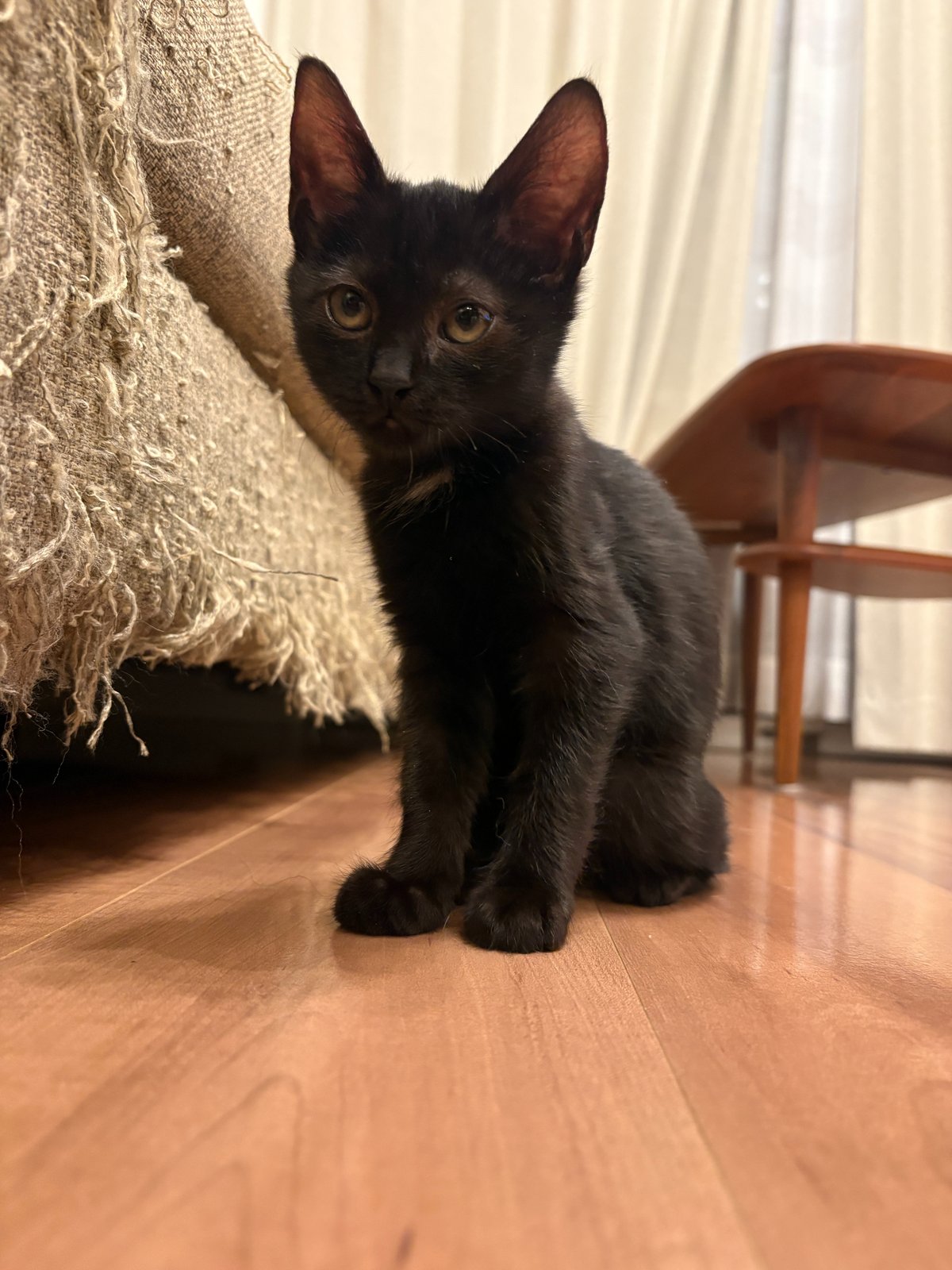 子猫と呼ばれる頃を過ぎても｜BLUETRAIN