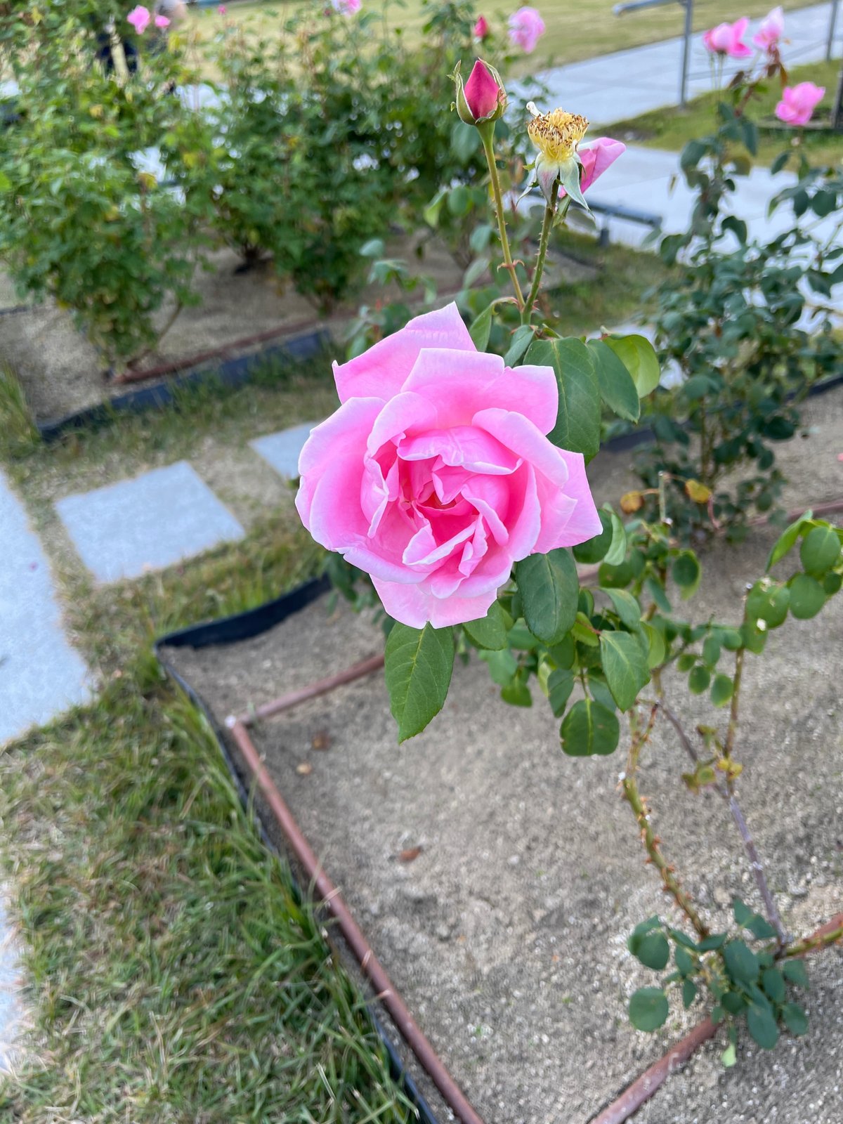 🇫🇷マダム・カロリン・テストゥ（Mme.Caroline Testout）🌹中之島バラ園｜ぱぽにゃん🌹薔薇を愛する投資家