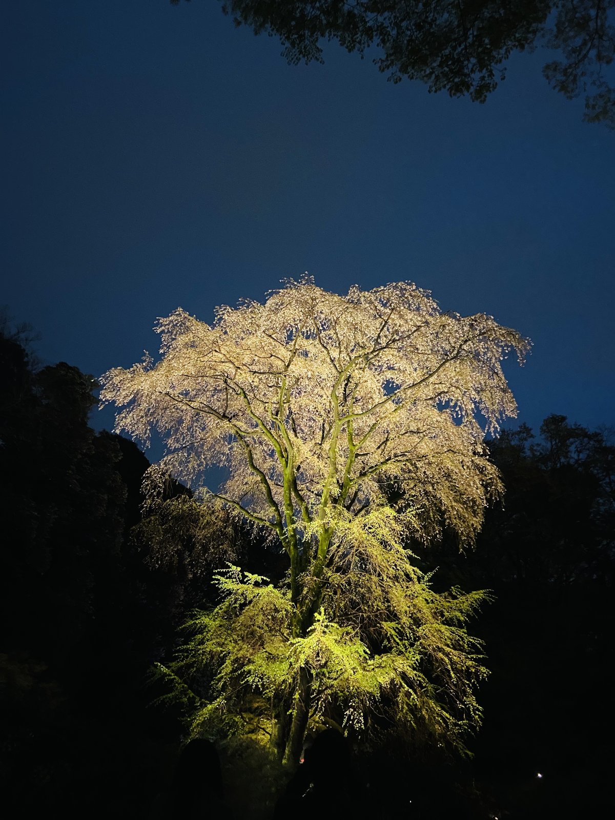 What Lies Beyond the Quiet｜Amimi