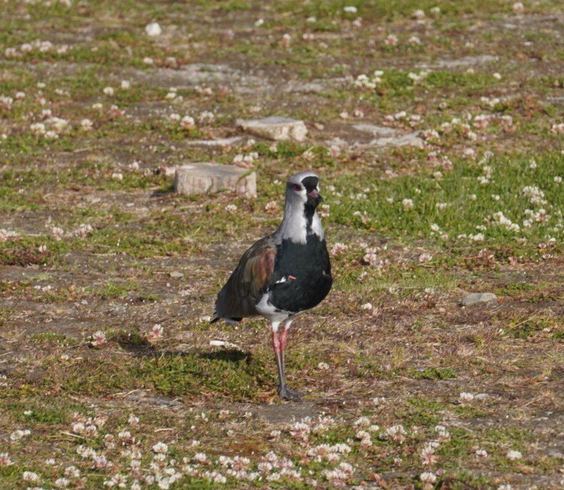 ピースボートV119 36 ウシュアイア｜80(Eighty)