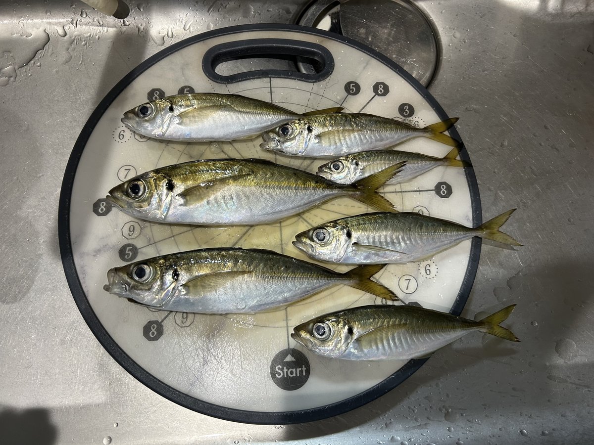 爆風でも爆釣！強風の堤防アジングを攻略するスプリットシンカー最強リグ｜パパさんデザイナー/願う会別府