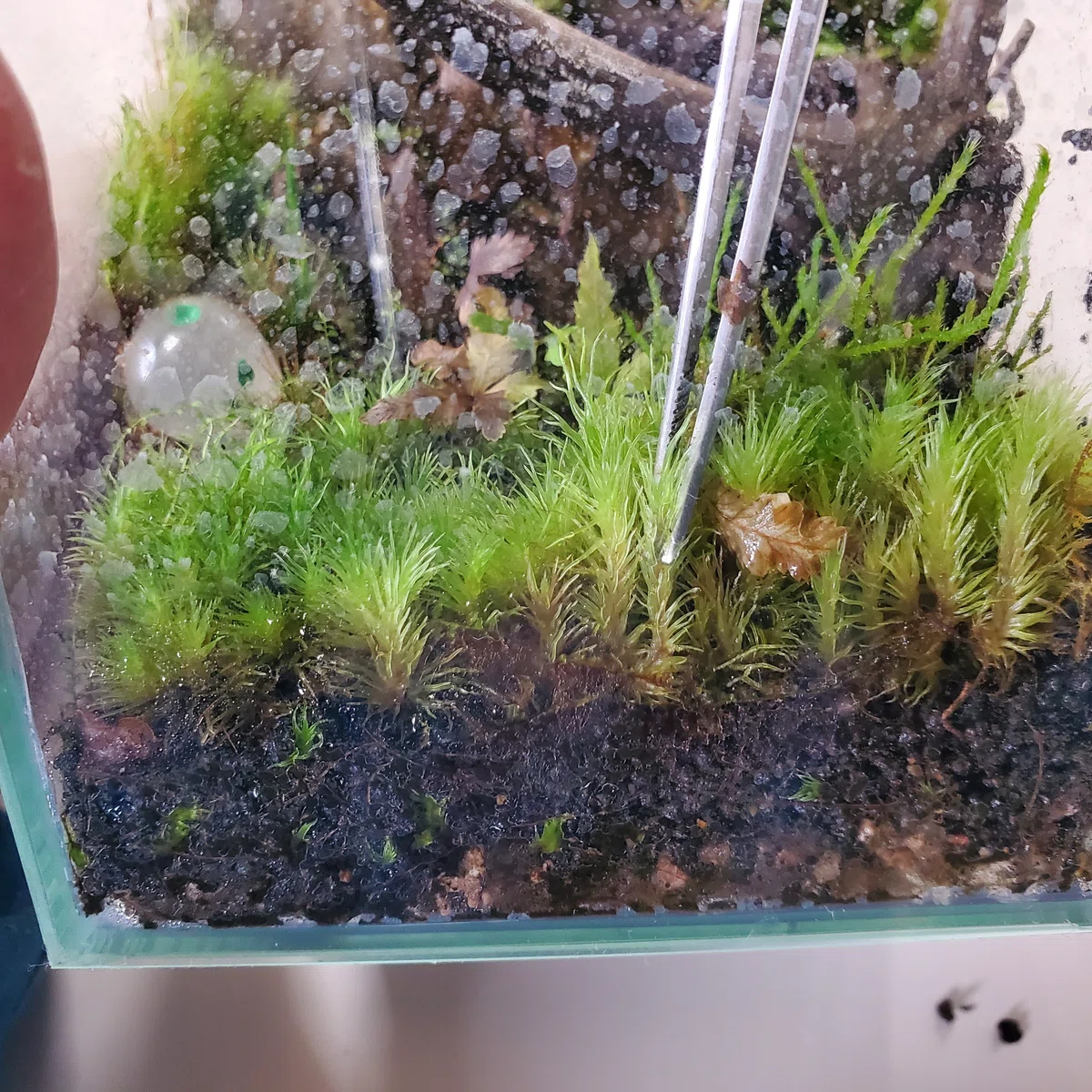 Maintaining a 10cm Cube Moss Terrarium! Part 3｜moss paradise3055（モスパラ）