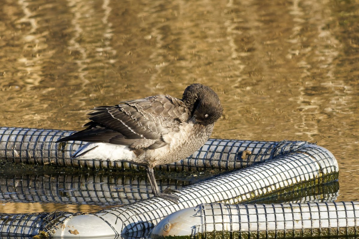 海岸近くのコクガン幼鳥｜Miya