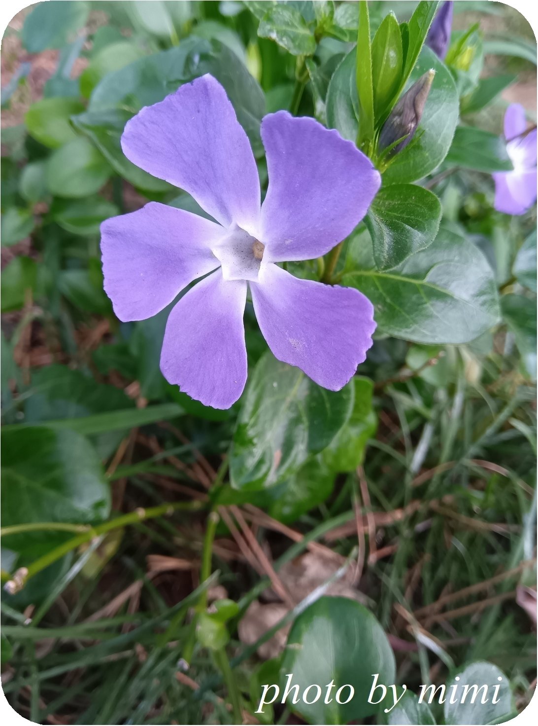 ツルニチニチソウ（蔓日々草）｜mimi fleur