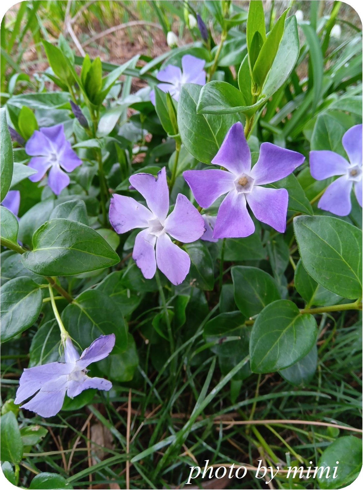 ツルニチニチソウ（蔓日々草）｜mimi fleur