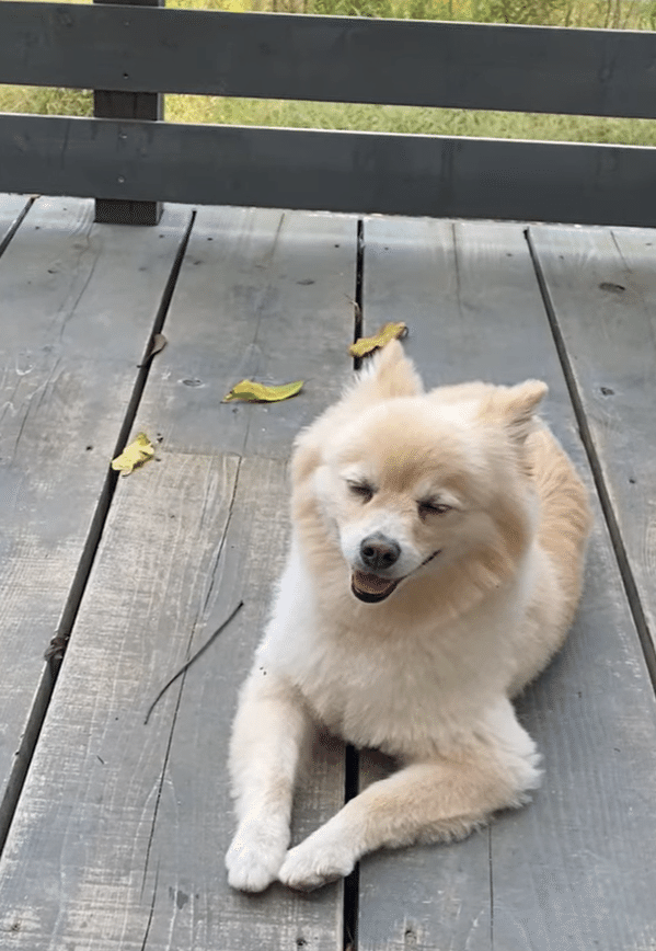 犬が主役のノーリードキャンプ場「THE CHILL CAMP（ザ・チルキャンプ）」。静かに過ごせるドッグフリーサイトの楽しみ方。｜mofumo.