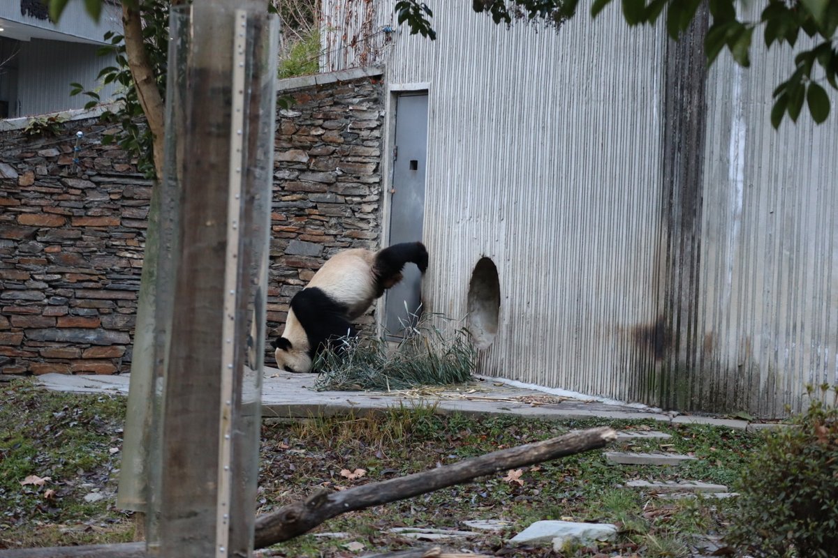 パンダ旅2025③〜成都・臥龍・重慶・雅安〜｜shihopandachan