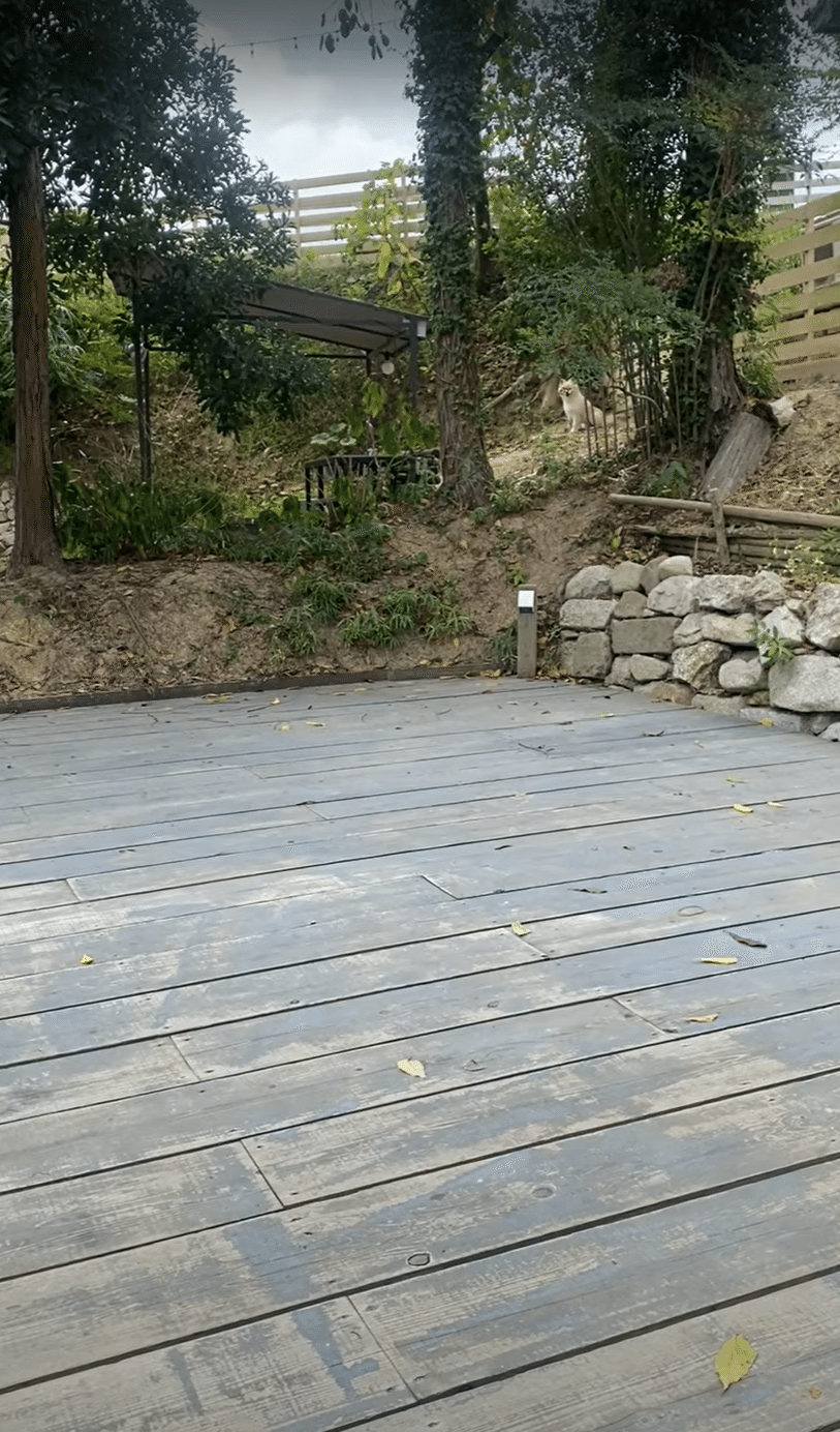 犬が主役のノーリードキャンプ場「THE CHILL CAMP（ザ・チルキャンプ）」。静かに過ごせるドッグフリーサイトの楽しみ方。｜mofumo.