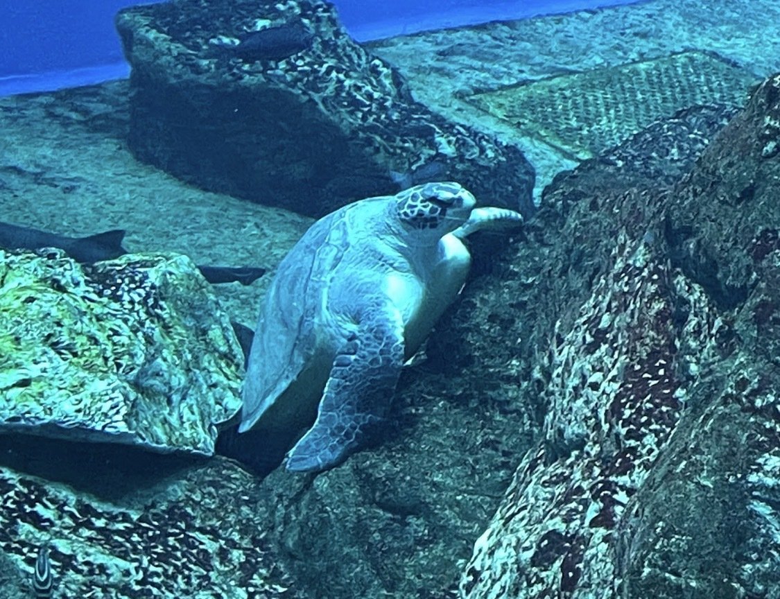 ロングドライブ・サナトリウム｜苦無