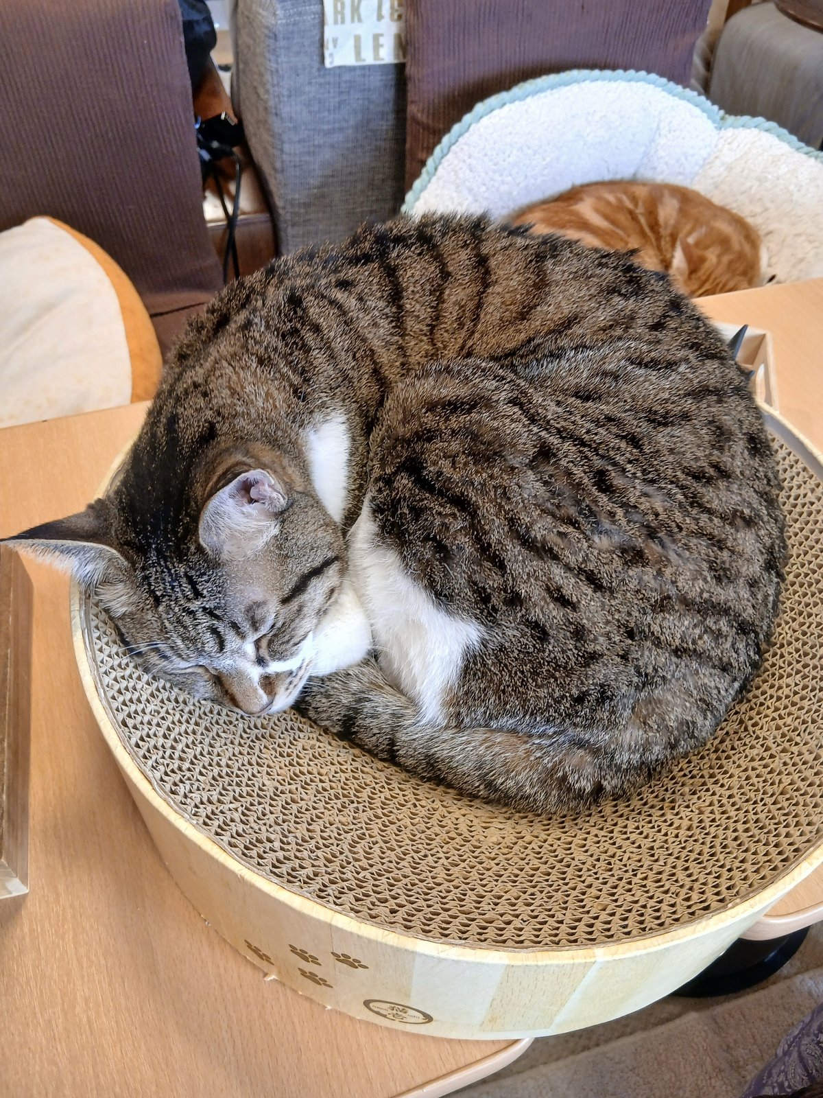 薄毛事故 | ねこのみせにて（2026/01/14）｜三澤直己 | Trgr