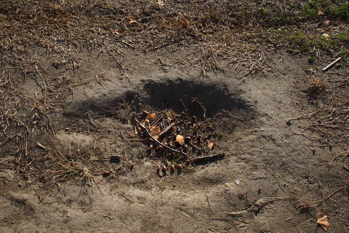 撮る写真よりも文章のほうが、その人が表れると思う ー公園だ！より Dec.2025 3ー｜sunposky