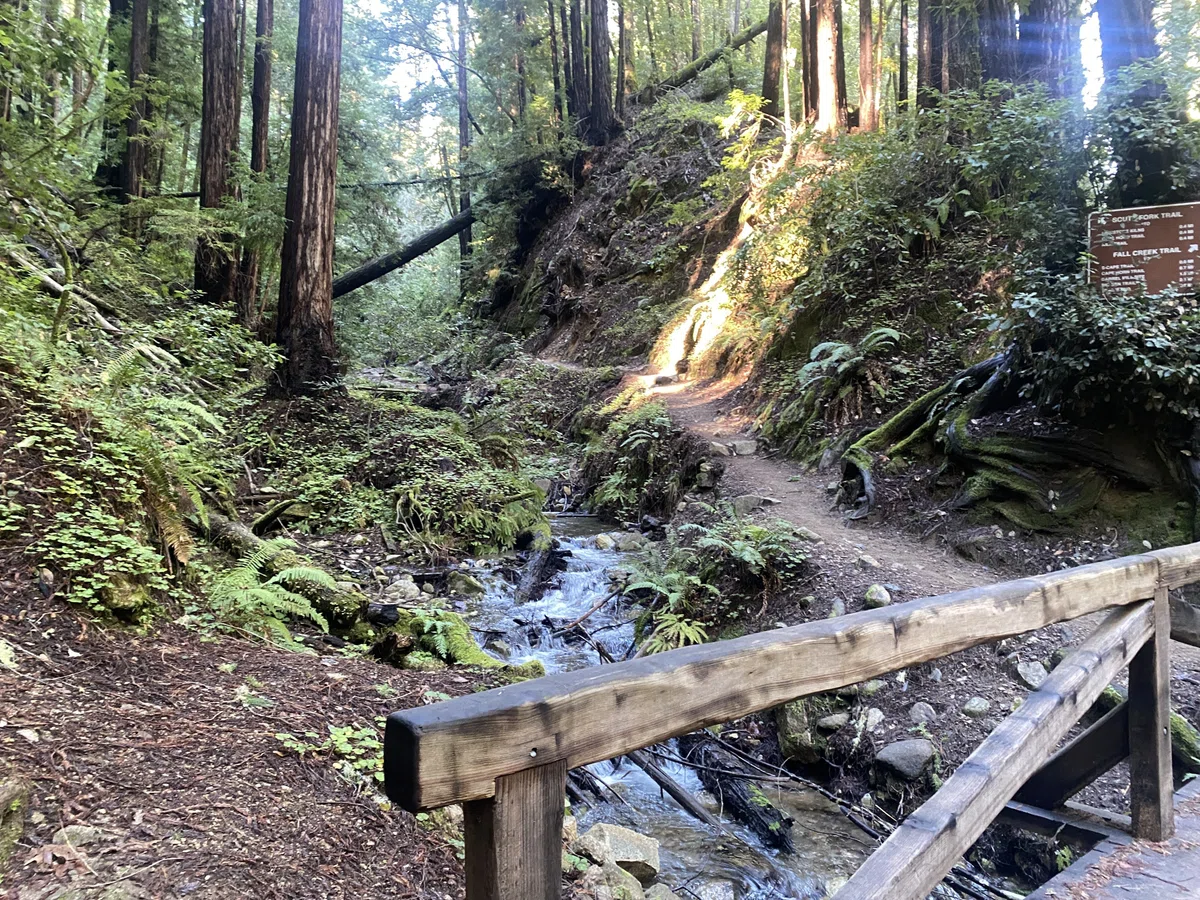 透明な渓流沿いを歩く〈Fall Creek Unit〉でのんびりトレイル ~フォール・クリーク・ユニット/ヘンリー・カウェル・レッドウッズ州立 ...