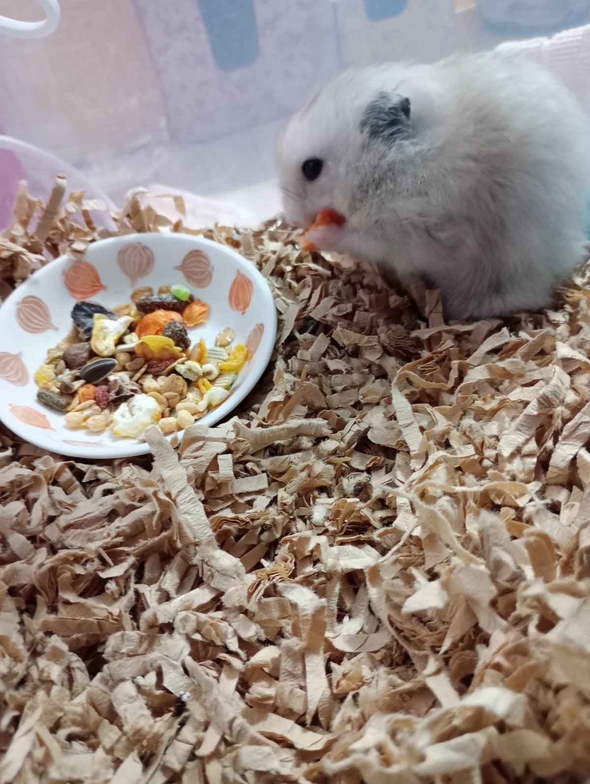 2年目の奇跡。シニアハムスターはなちゃんと歩む、穏やかな日常の整え方｜おっさん女子ハムスターの日常