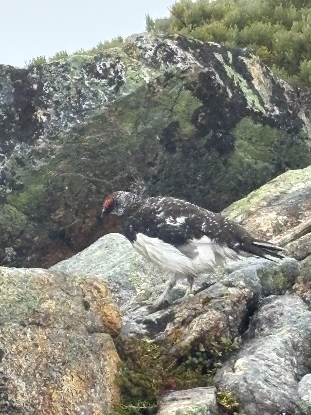 【山行記録7】悪天候覚悟の常念岳 小屋泊 1泊2日｜Yusuke